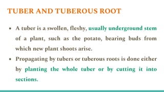 PROPAGATION BY SPECIALIZED VEGETATIVE STRUCTURE.pptx