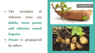 PROPAGATION BY SPECIALIZED VEGETATIVE STRUCTURE.pptx
