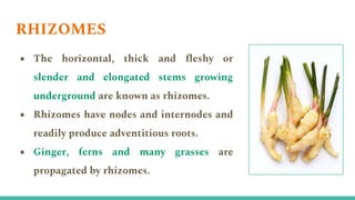 PROPAGATION BY SPECIALIZED VEGETATIVE STRUCTURE.pptx