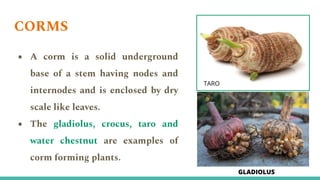 PROPAGATION BY SPECIALIZED VEGETATIVE STRUCTURE.pptx