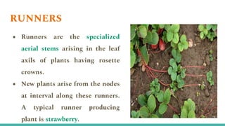 PROPAGATION BY SPECIALIZED VEGETATIVE STRUCTURE.pptx