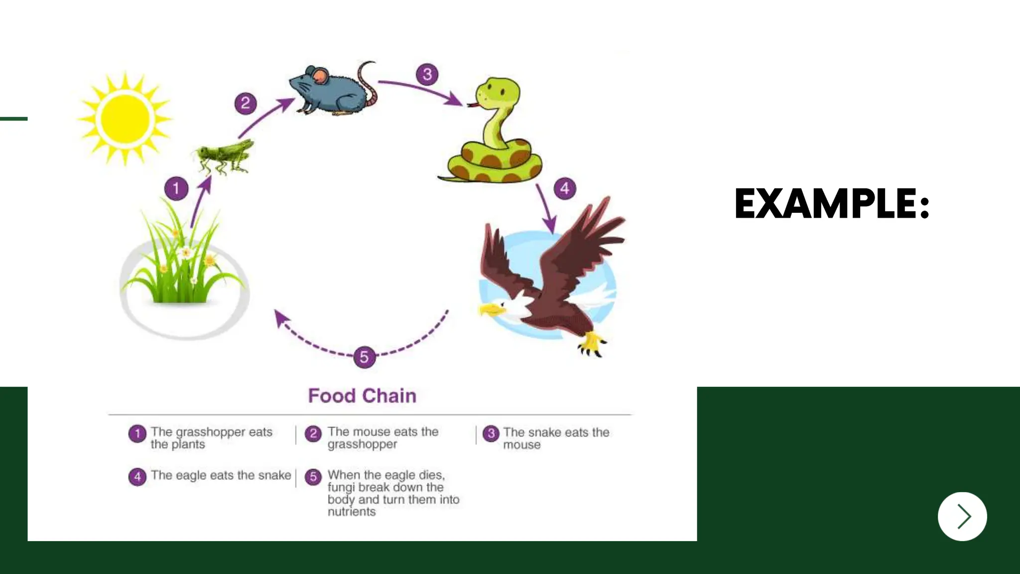 SCIENCE FOOD CHAINS AND FOOD WEBS- SCIENCE | PPT
