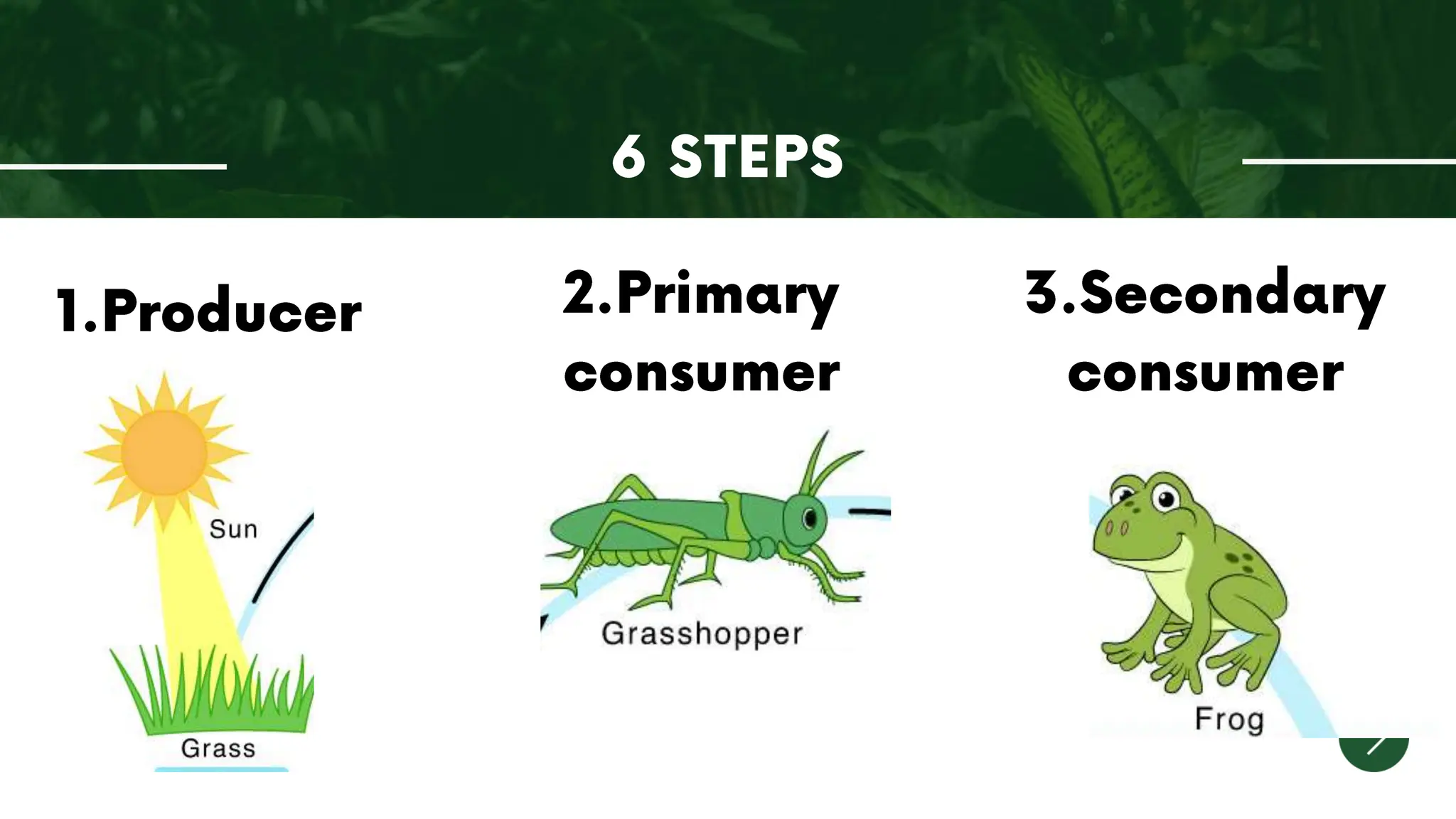 SCIENCE FOOD CHAINS AND FOOD WEBS- SCIENCE | PPT