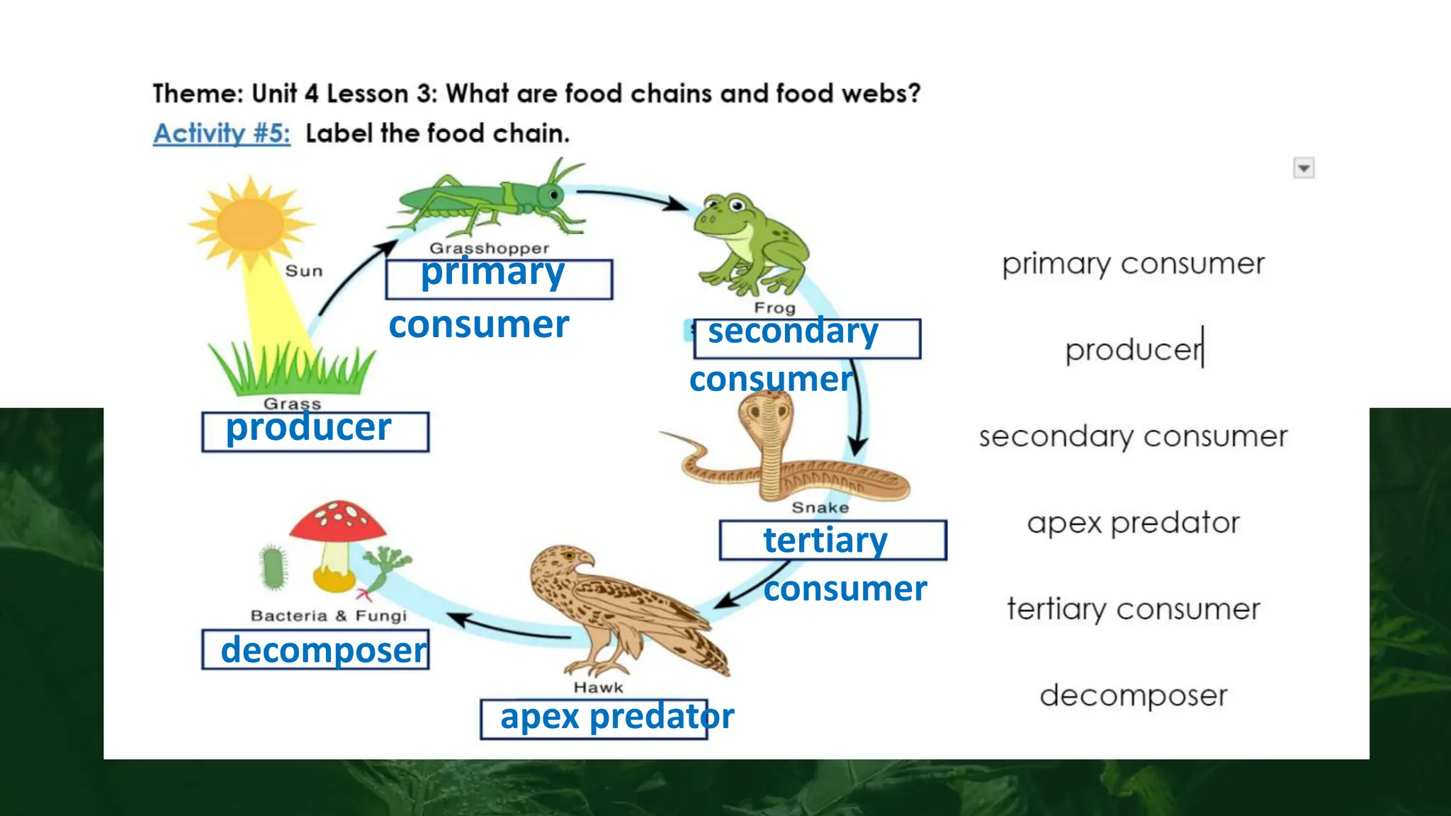 SCIENCE FOOD CHAINS AND FOOD WEBS- SCIENCE | PPT