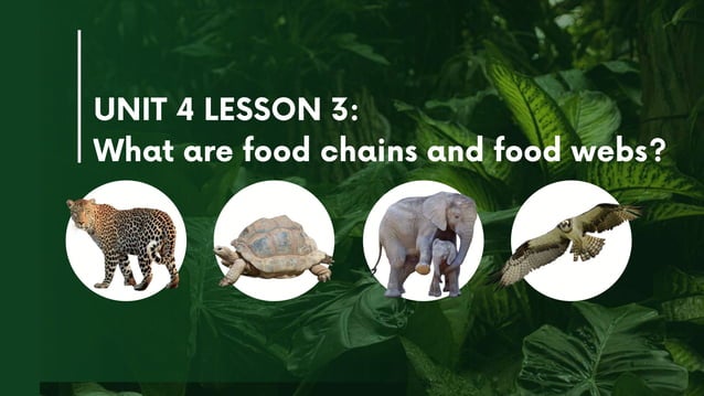 SCIENCE FOOD CHAINS AND FOOD WEBS- SCIENCE | PPT