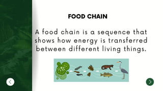 SCIENCE FOOD CHAINS AND FOOD WEBS- SCIENCE | PPT