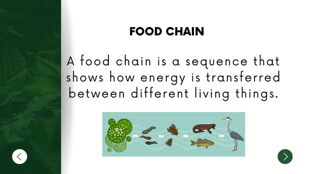 SCIENCE FOOD CHAINS AND FOOD WEBS- SCIENCE | PPT