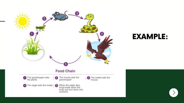 SCIENCE FOOD CHAINS AND FOOD WEBS- SCIENCE | PPT