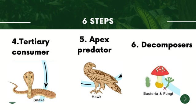 SCIENCE FOOD CHAINS AND FOOD WEBS- SCIENCE | PPT