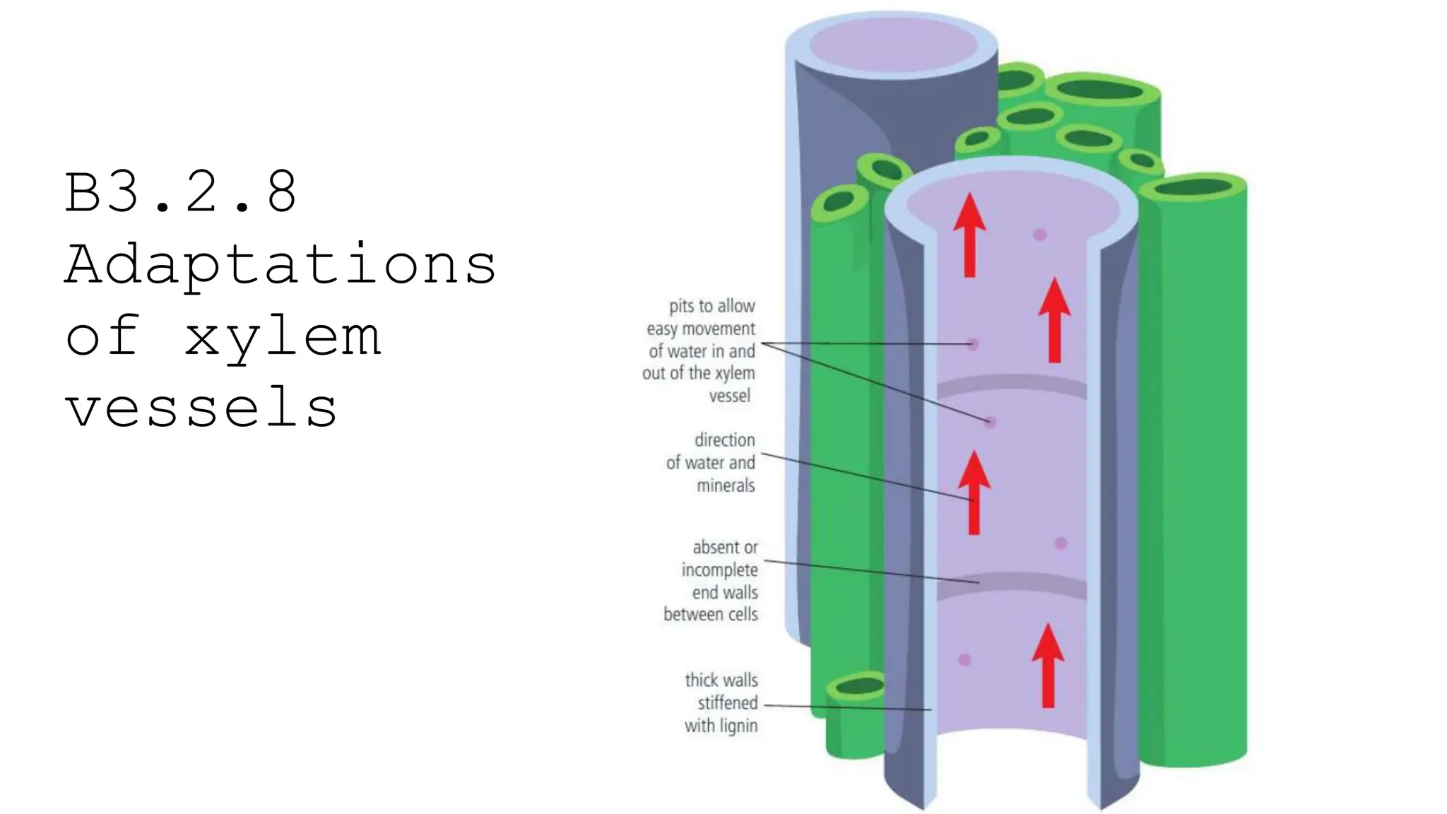 IB Biology New syllabus B3.2 Transport.pptx