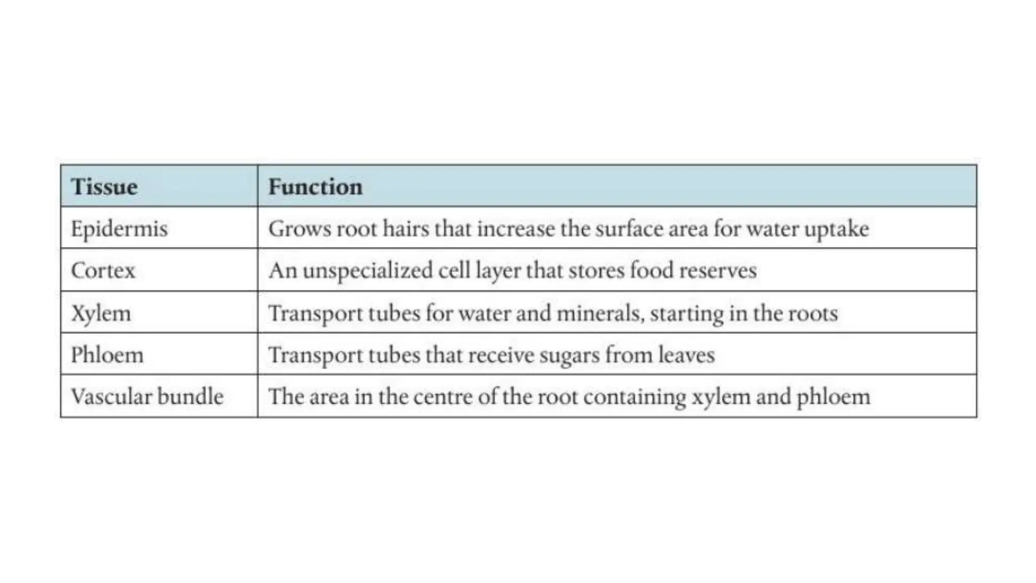 IB Biology New syllabus B3.2 Transport.pptx
