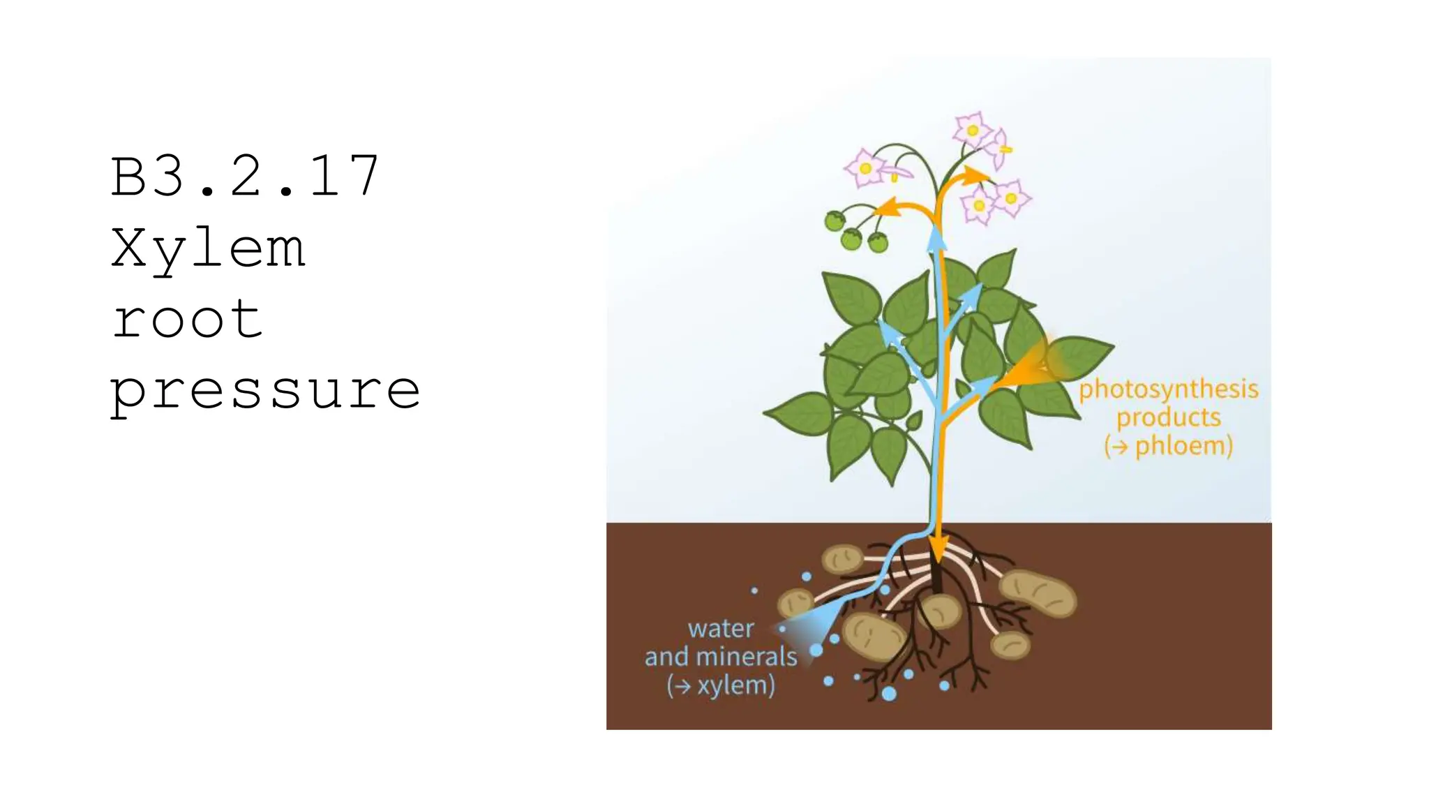 IB Biology New syllabus B3.2 Transport.pptx