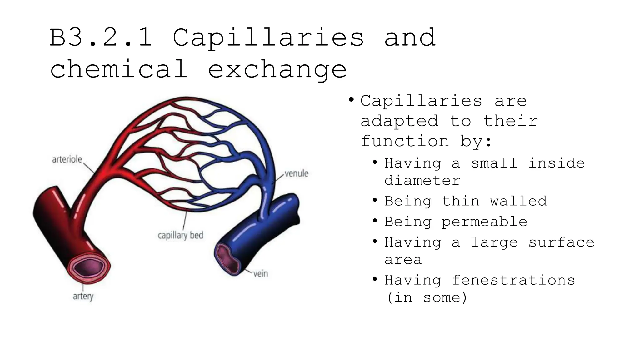 IB Biology New syllabus B3.2 Transport.pptx