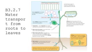 IB Biology New syllabus B3.2 Transport.pptx