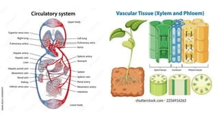 IB Biology New syllabus B3.2 Transport.pptx