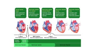 IB Biology New syllabus B3.2 Transport.pptx