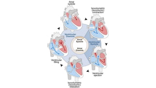 IB Biology New syllabus B3.2 Transport.pptx