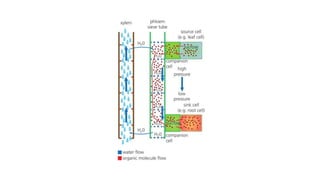 IB Biology New syllabus B3.2 Transport.pptx