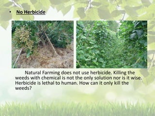 Natural Farming | PPTX