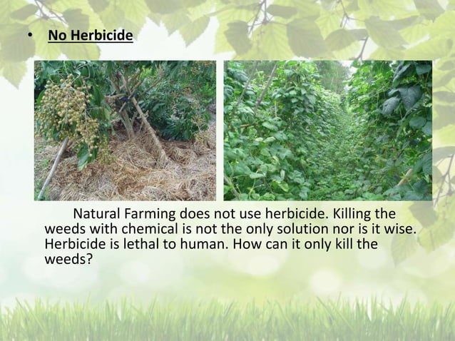 Natural Farming | PPTX