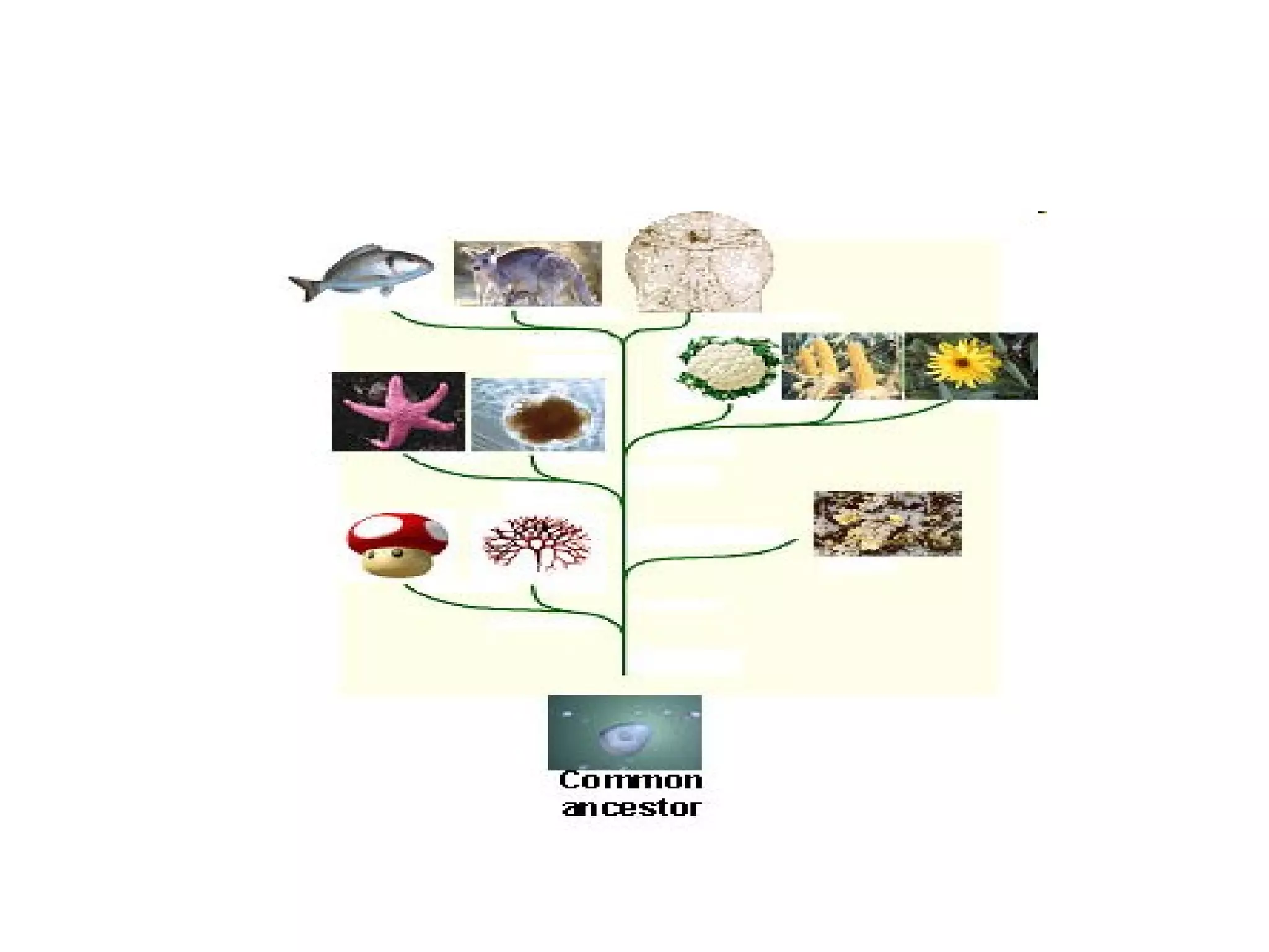 B31 evolutionary trees | PPT