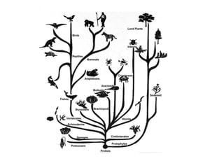 B31 evolutionary trees | PPT