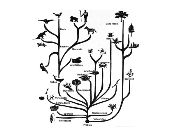 B31 evolutionary trees | PPT