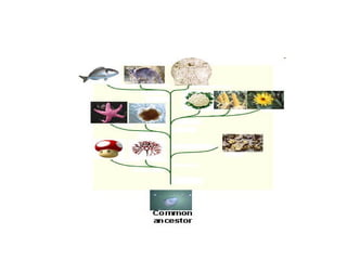 B31 evolutionary trees | PPT