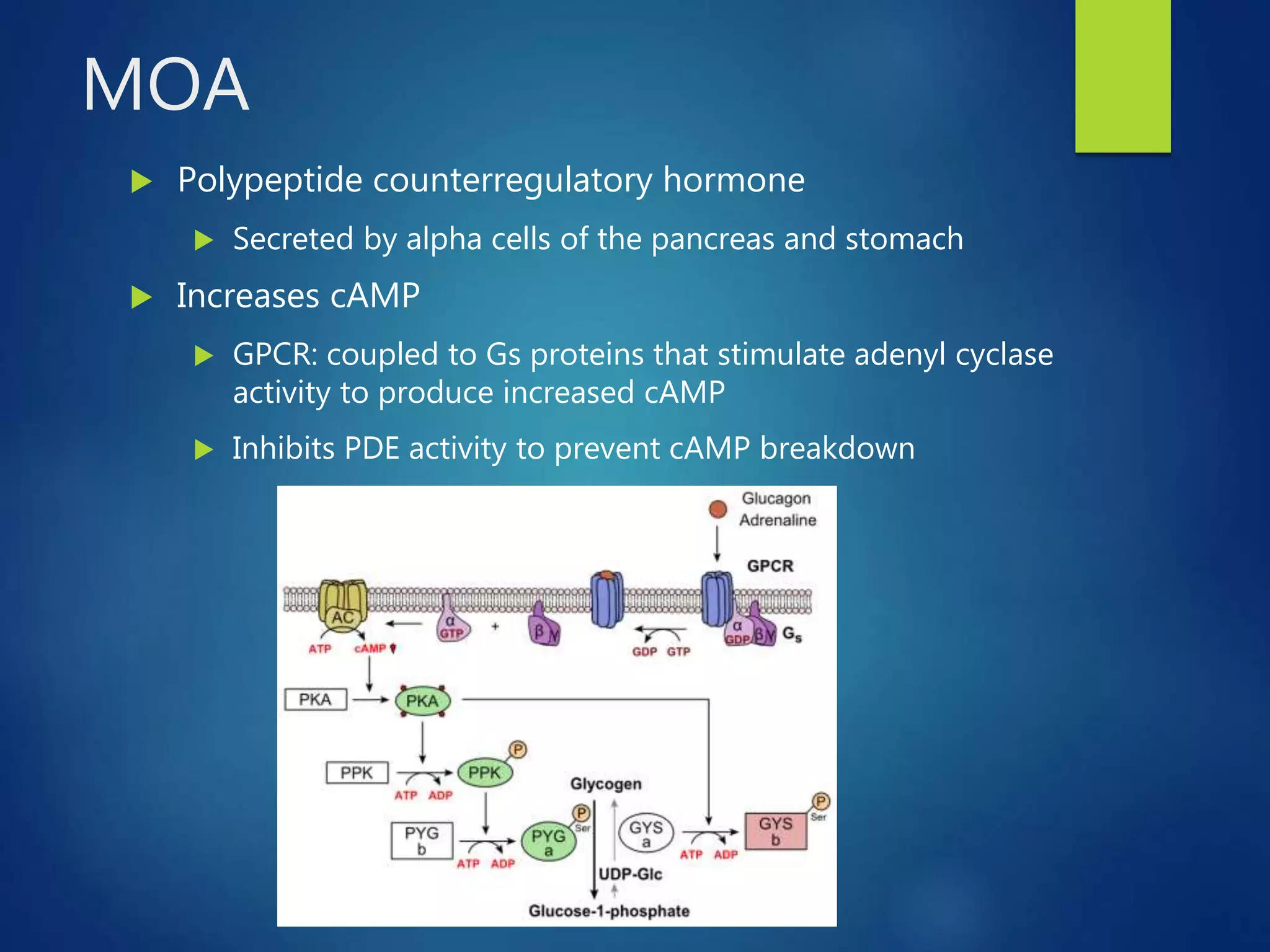 Glucagon | PPTX