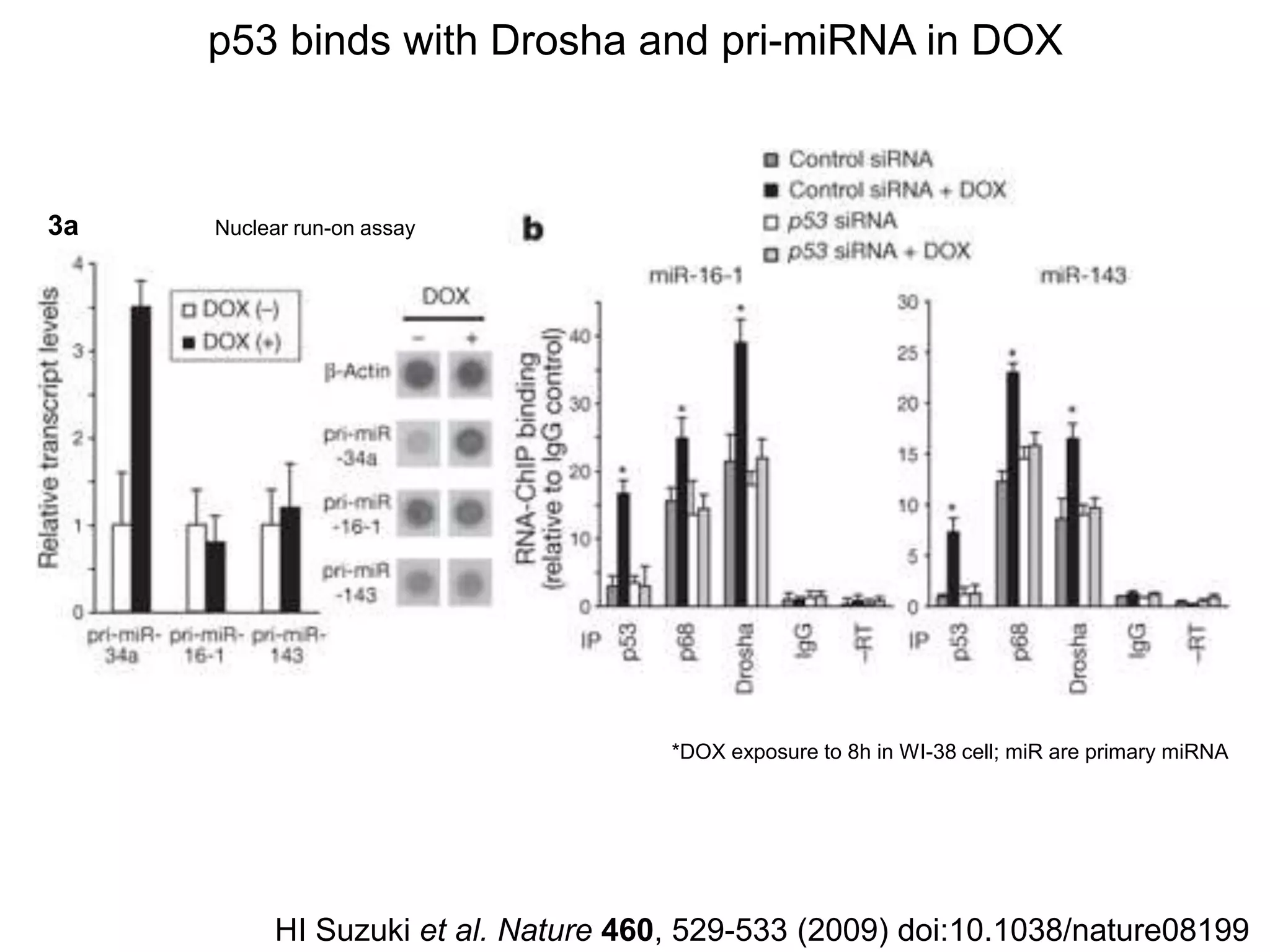 paper review of "modulation of microRNA processing by p53" | PPTX