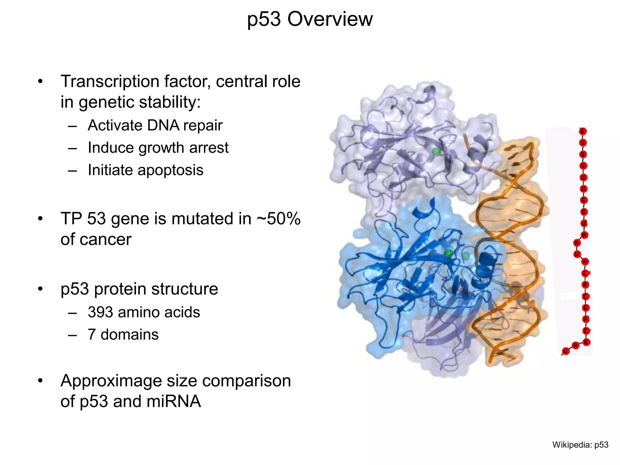 paper review of "modulation of microRNA processing by p53" | PPTX