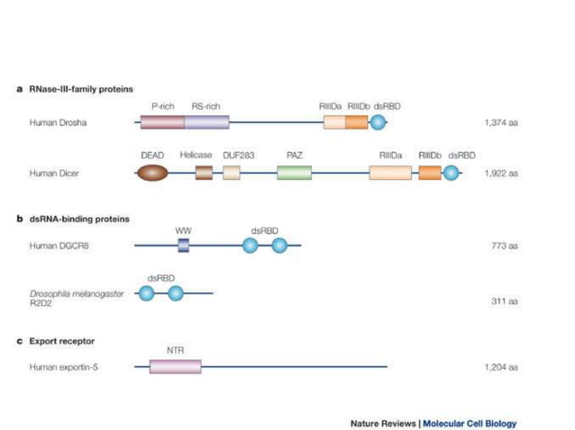 paper review of "modulation of microRNA processing by p53" | PPTX
