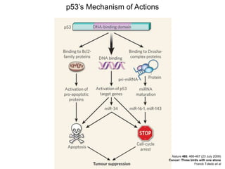 paper review of "modulation of microRNA processing by p53" | PPT | Free Download