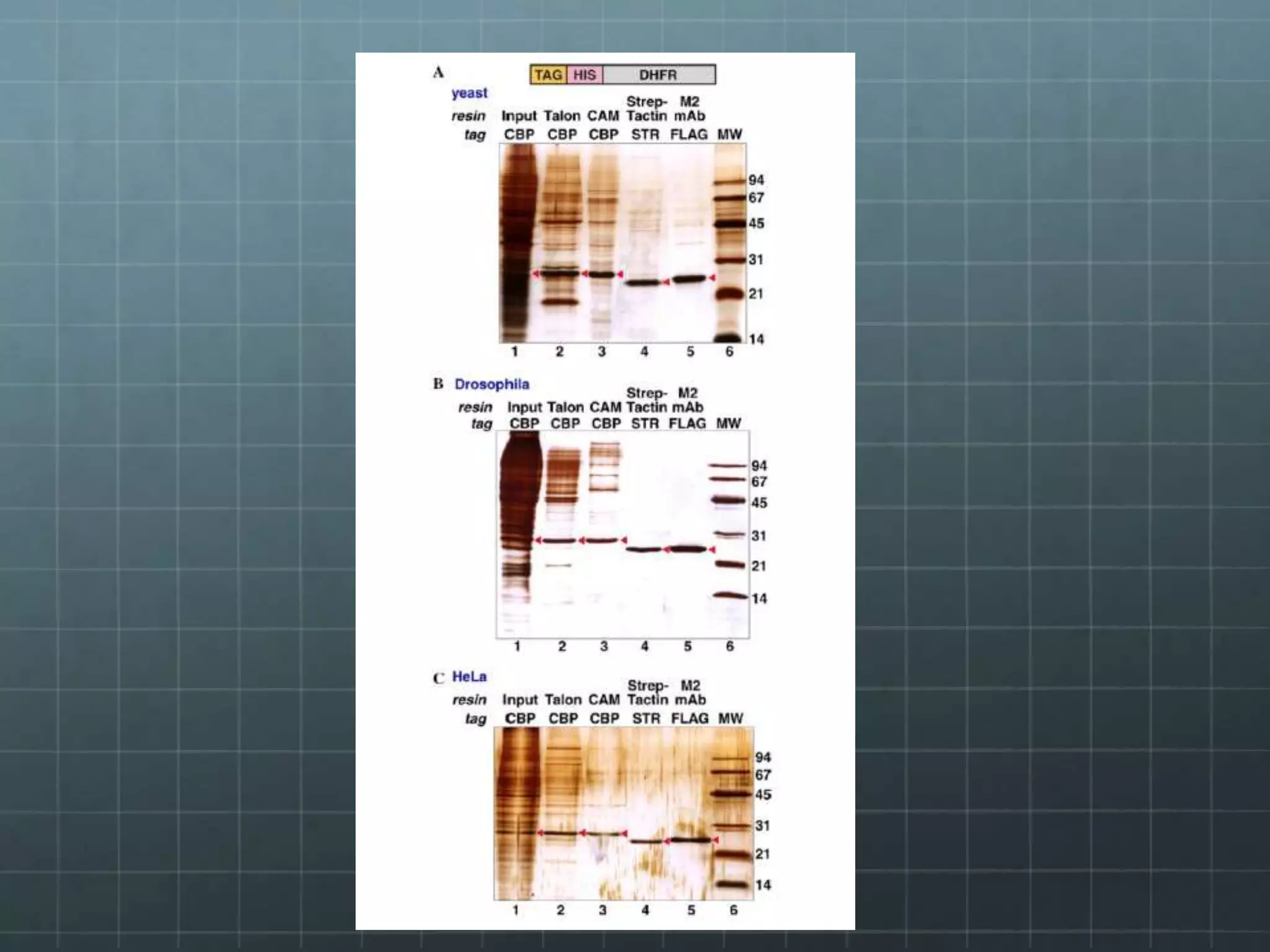 Affinity tags | PPTX