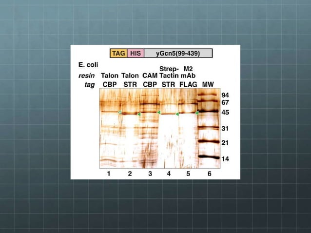 Affinity tags | PPTX | Chemistry | Science