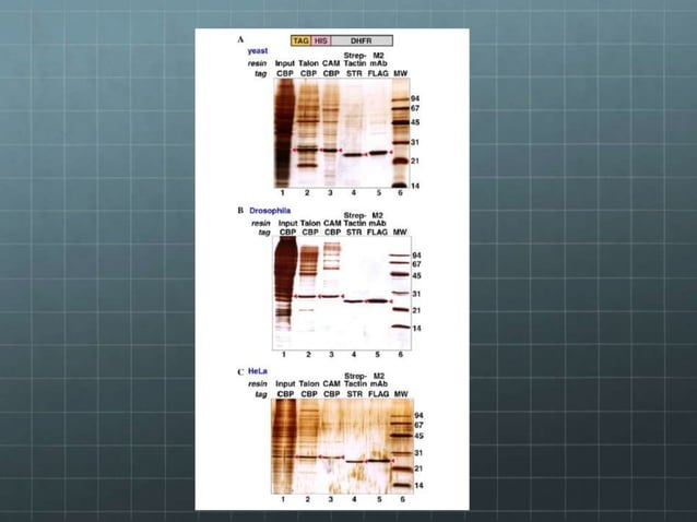 Affinity tags | PPTX | Chemistry | Science