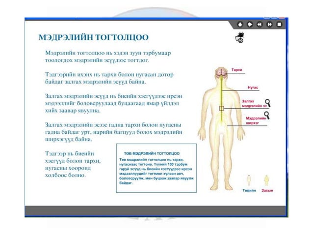лекц 5 мэдрэлийн эрхтэн тогтолцоо