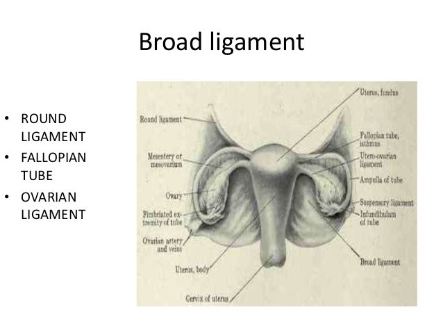 Uterine Round Ligament Anatomy
