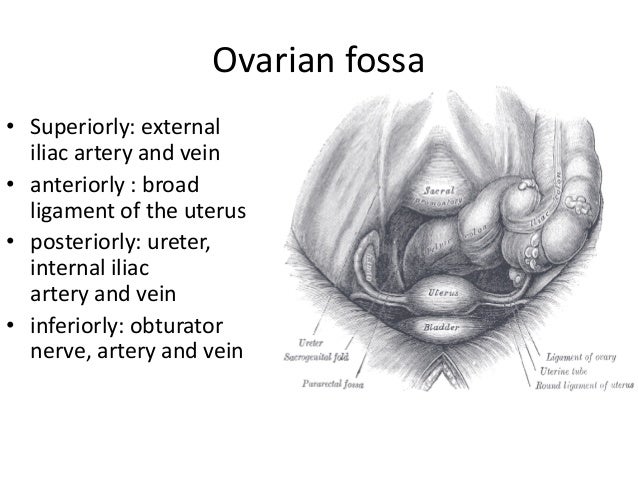 applied-anatomy-2-14-638.jpg (638×479) | Ovarian, Uterus, Anatomy