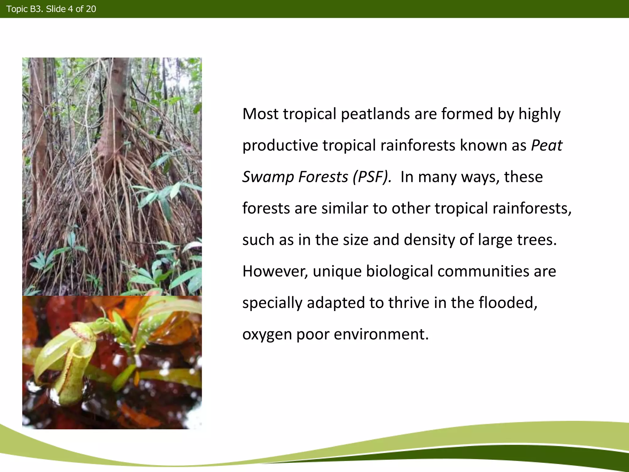 B3_Peat_swamp_forests (2).pptx