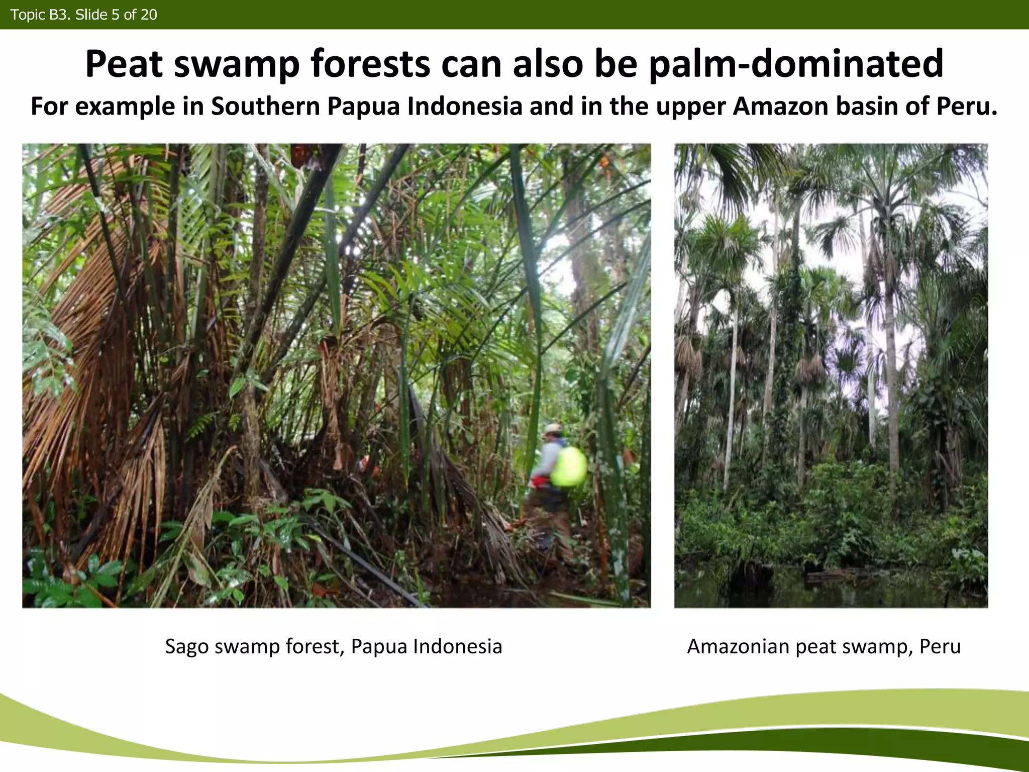 B3_Peat_swamp_forests (2).pptx