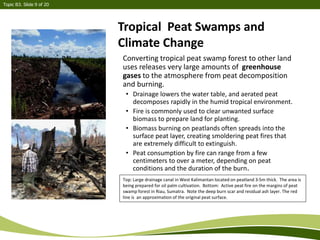 B3_Peat_swamp_forests (2).pptx
