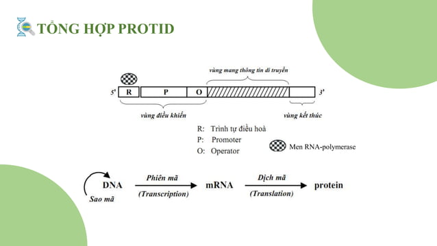 B3 RỐI LOẠN CHUYỂN HÓA PROTID.pptx