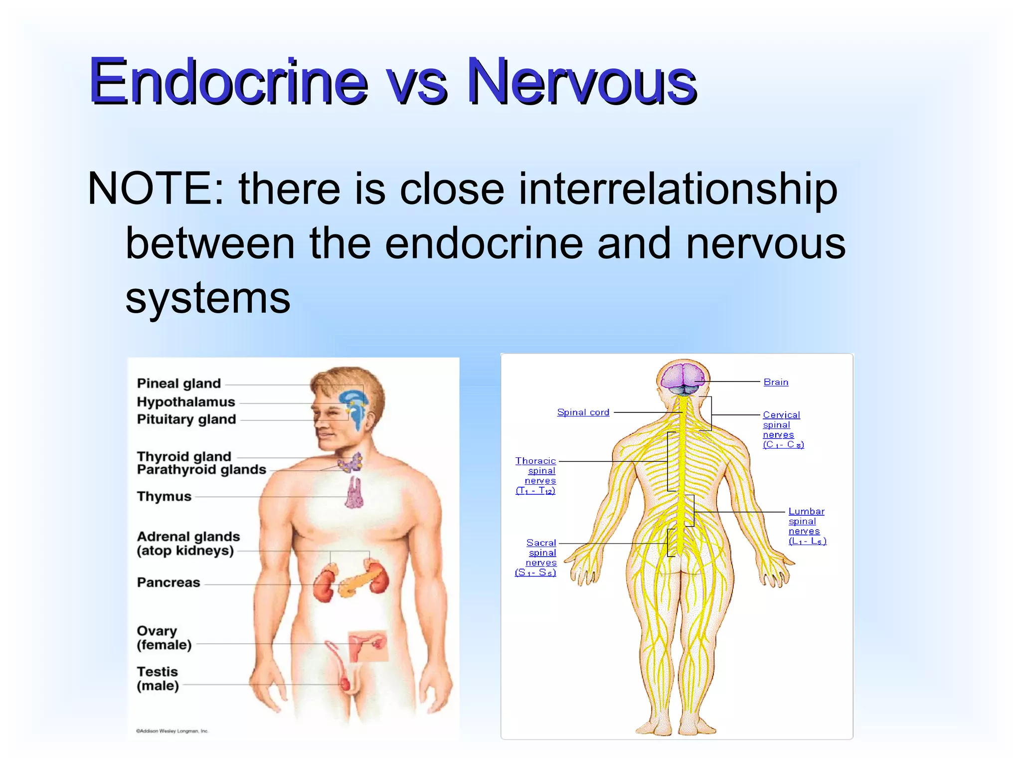 Endocrine drugs | PPT