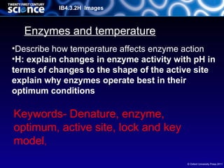 B4 03 enzymes and temperature | PPT