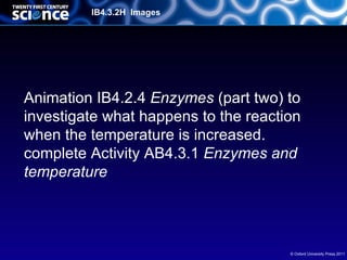 B4 03 enzymes and temperature | PPT