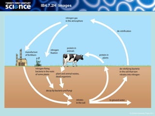 B4 07-nitrates and active transport | PPT