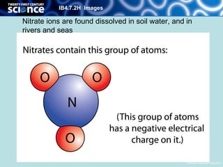 B4 07-nitrates and active transport | PPT