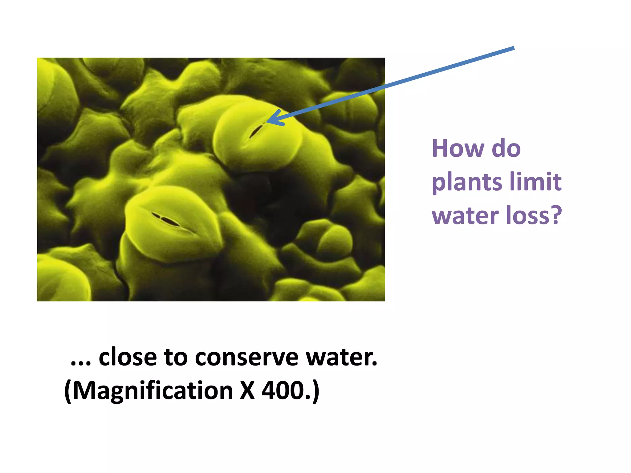 B4 08 photosynthesis- rate-limiting factors | PPT