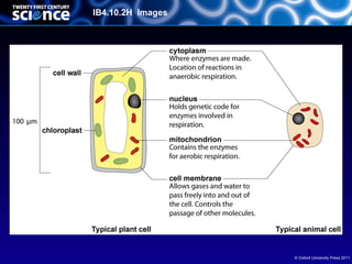 B4 10 aerobic respiration | PPT
